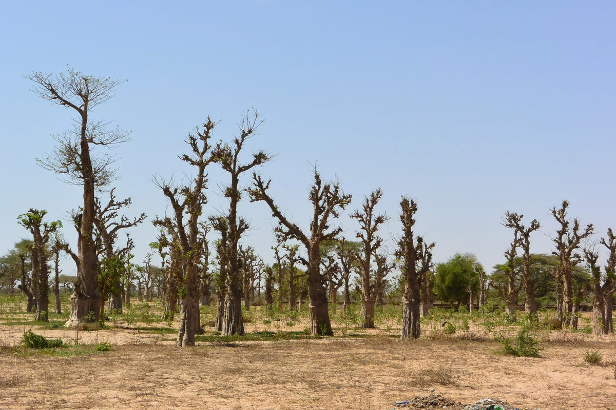 Omoyé the Brand that plants trees | OMOYÉ